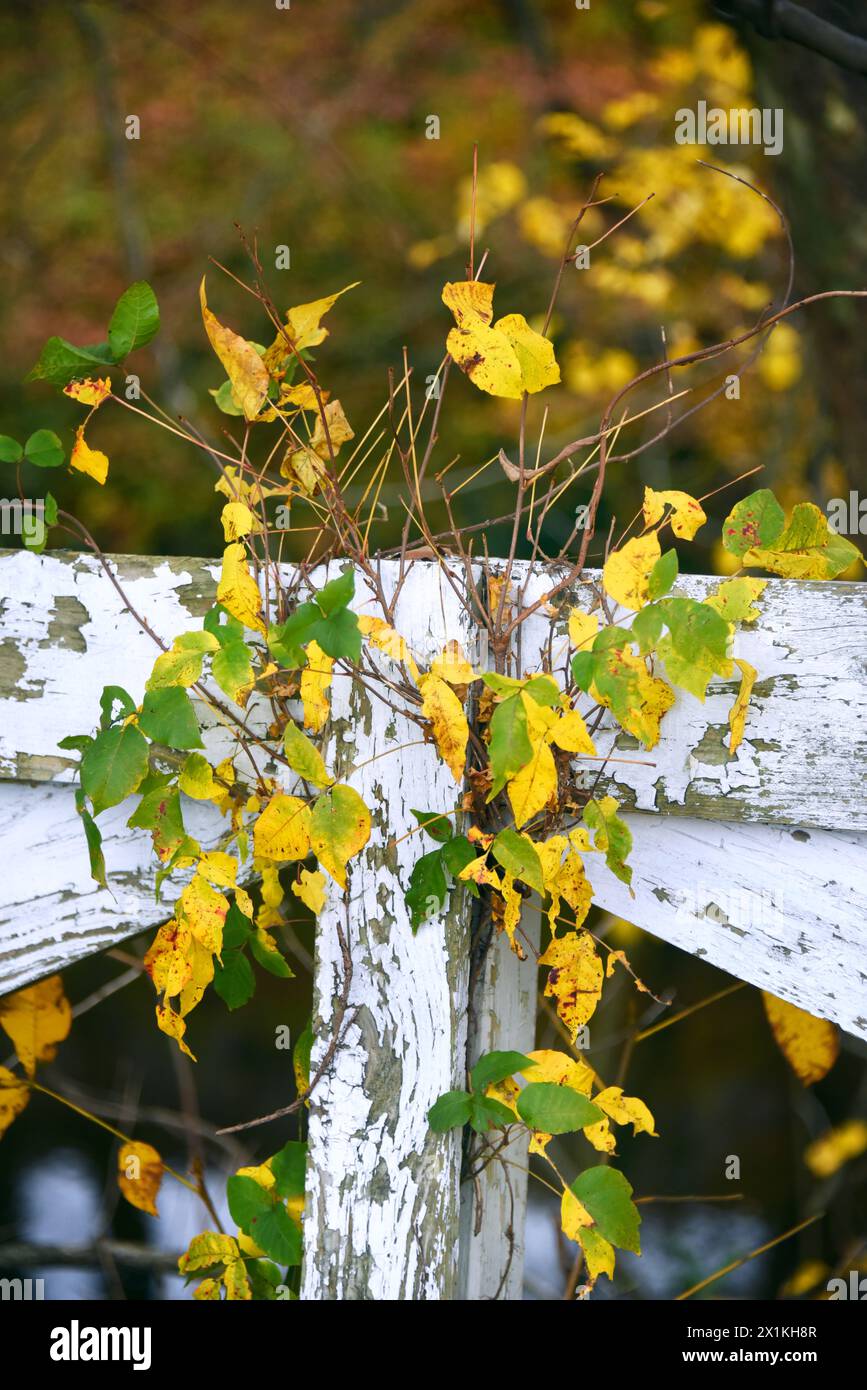 Cracked and peeling, this white fence has vines topping its center post ...