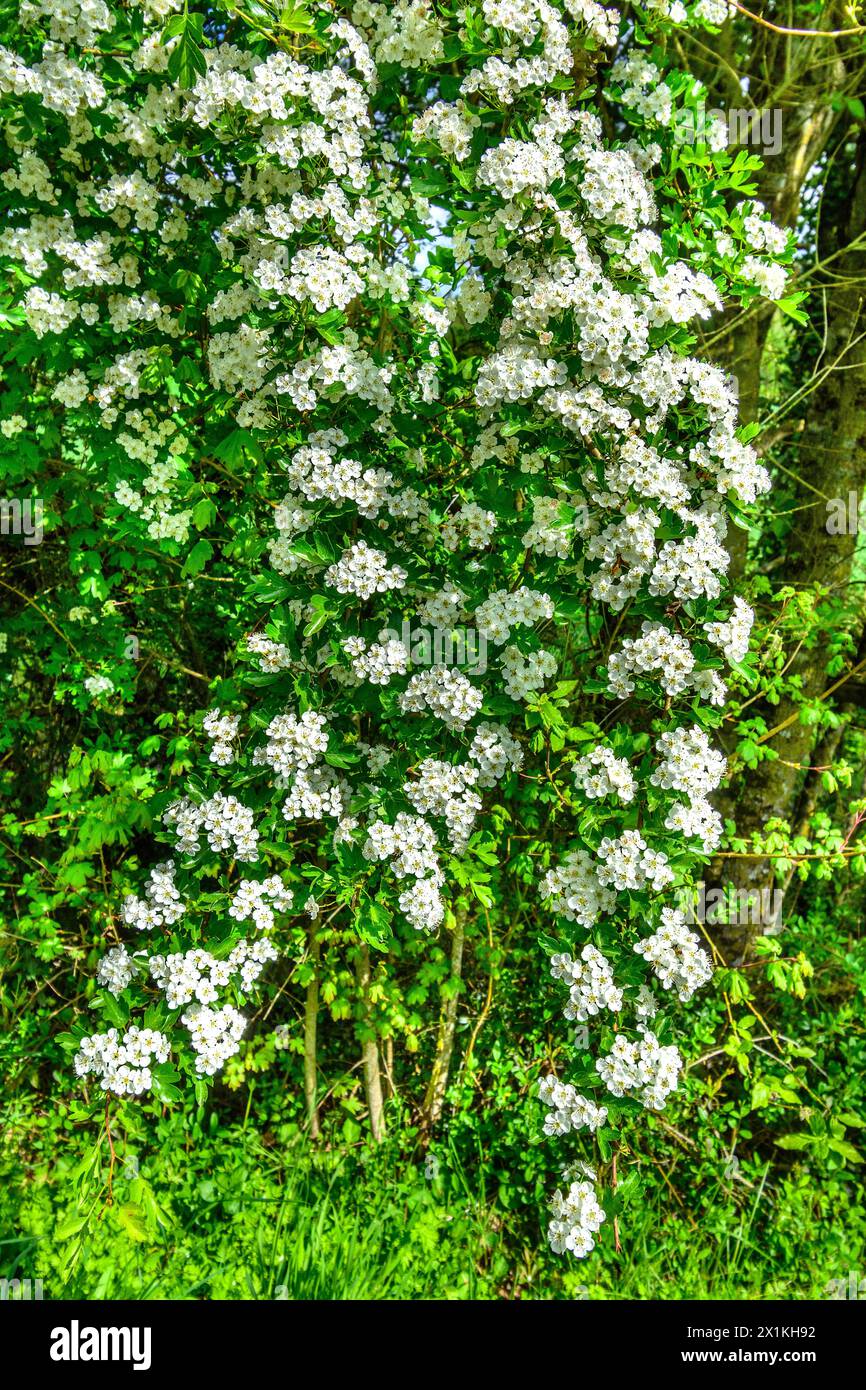 Hawthorn (Crataegus) in full flower in Spring - central France Stock ...