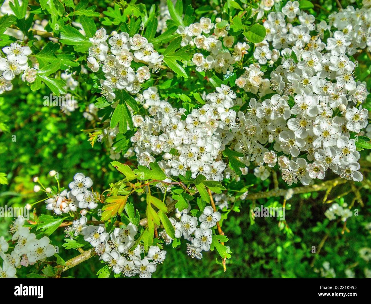 Hawthorn (Crataegus) in full flower in Spring - central France Stock ...