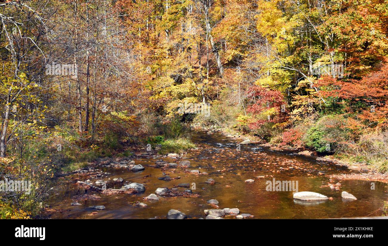Small creek ripples between Autumn colored trees in a forest in the ...