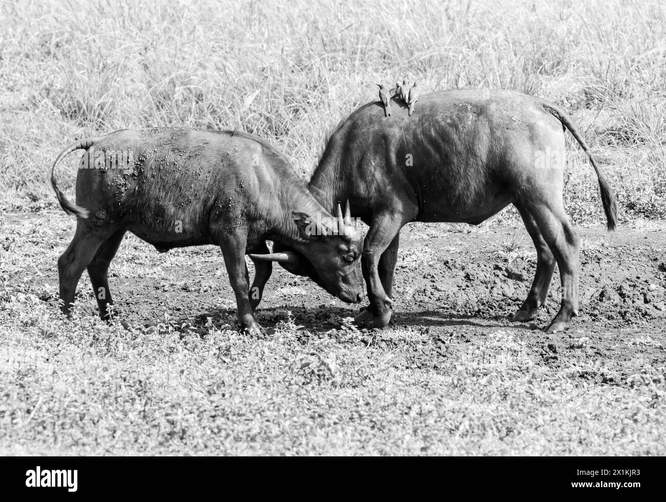 Cape Buffalo in Southern African savannah Stock Photo - Alamy