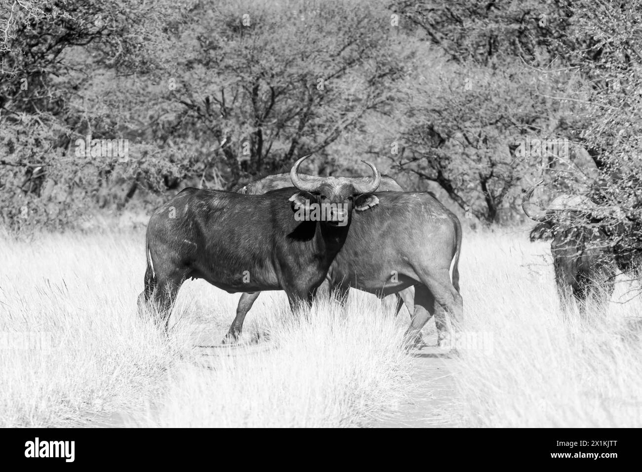 Cape Buffalo in Southern African savannah Stock Photo - Alamy