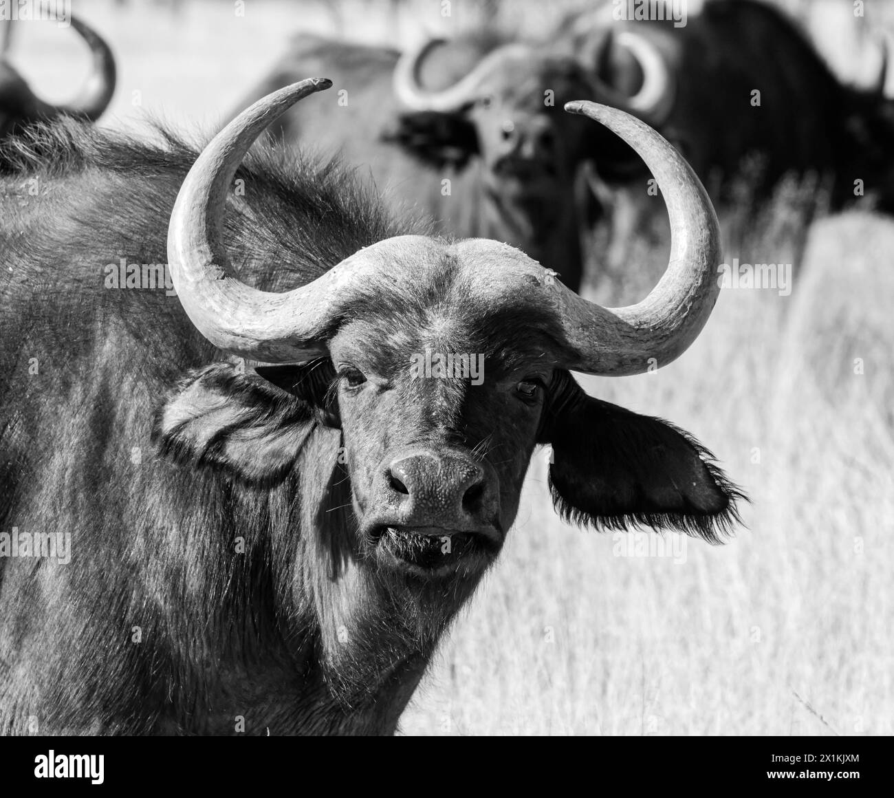 African buffalo conservation Black and White Stock Photos & Images - Alamy