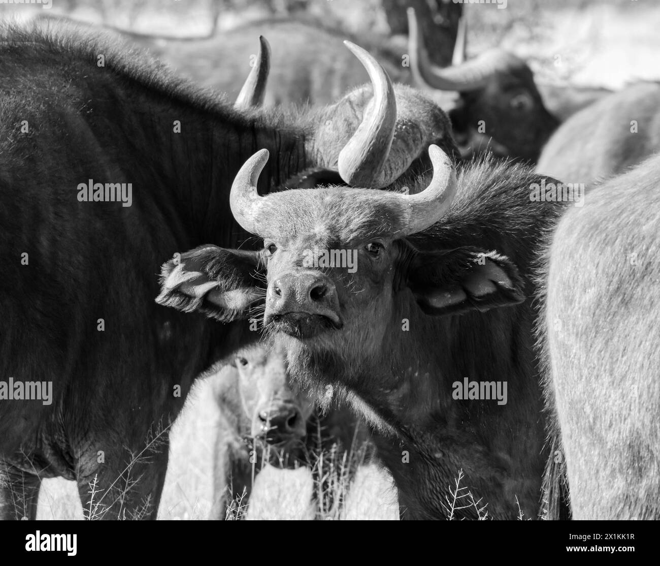 African buffalo conservation Black and White Stock Photos & Images - Alamy
