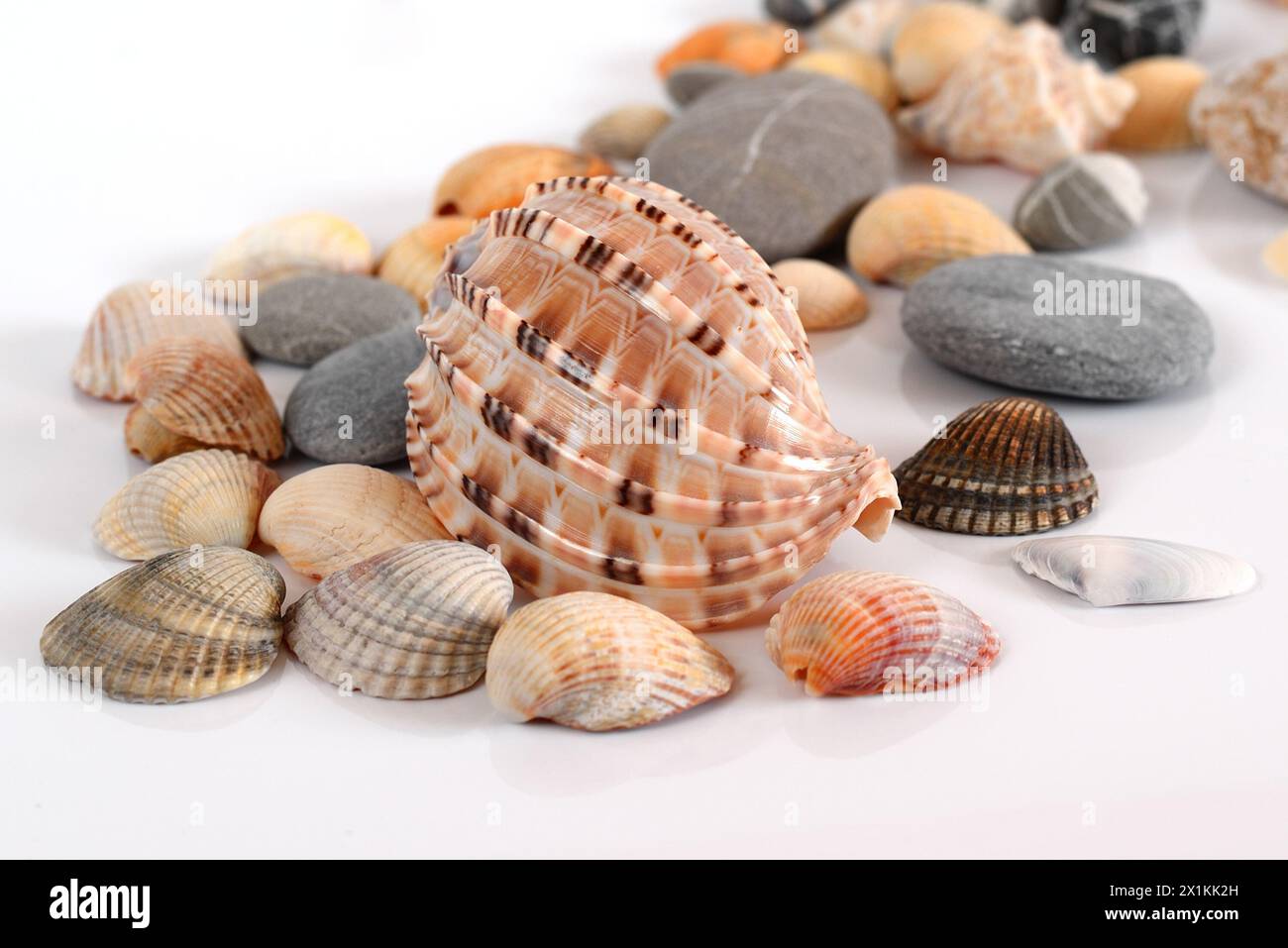 Various shells and pebbles on light background Stock Photo - Alamy