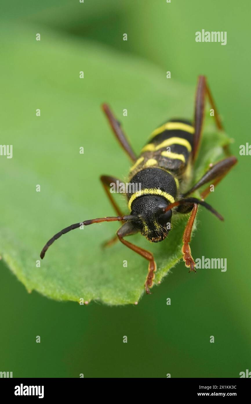 Natural vertical closeup on a wasp-mimicking longhorn beetle, Clytus ...