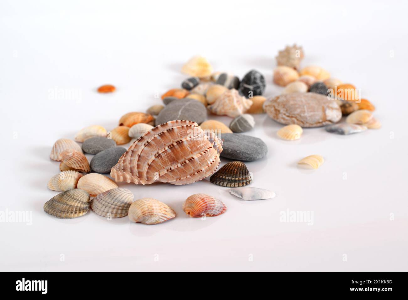 Various scallop shells hi-res stock photography and images - Alamy