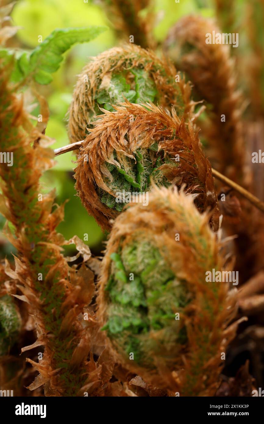 Woodland garden fern plant hi-res stock photography and images - Alamy