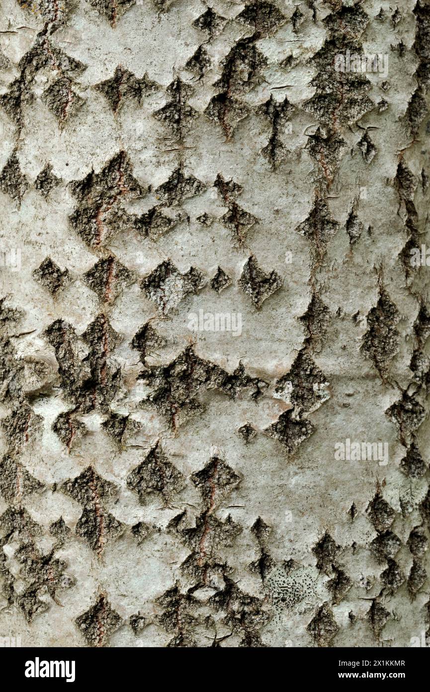 Aspen bark uk hi-res stock photography and images - Alamy