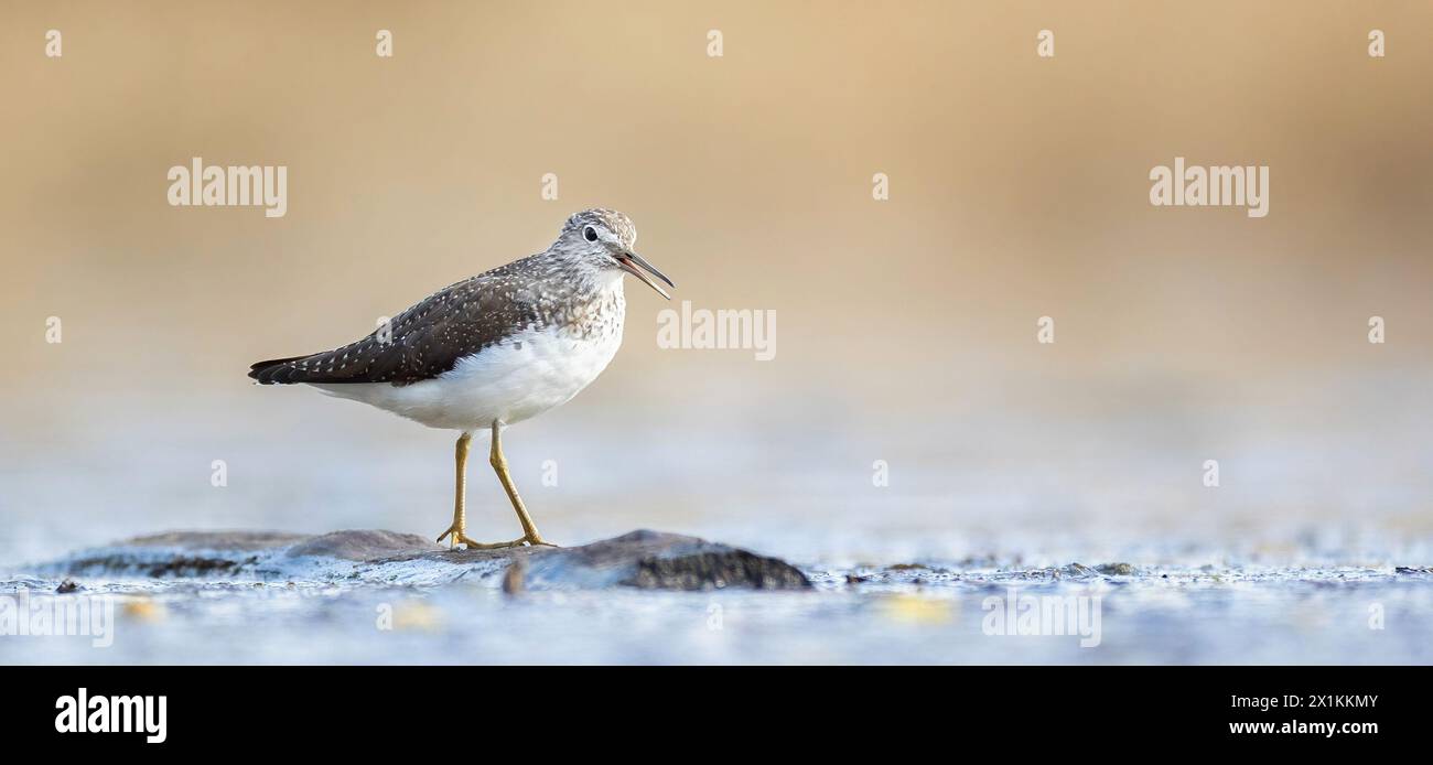 Tringa ochropus walks in a puddle of water and looks for food, the best ...