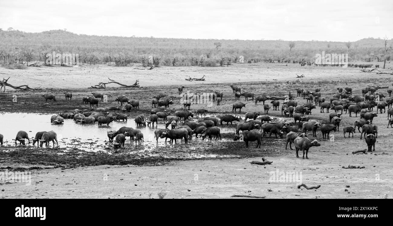 Cape Buffalo in Southern African savannah Stock Photo - Alamy