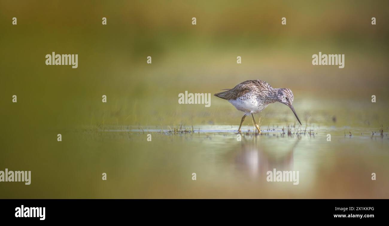 Puddle flies hi-res stock photography and images - Alamy
