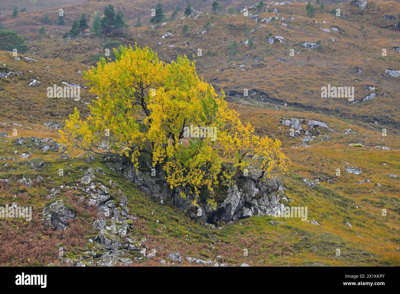 Aspen (Populus tremula) stand of trees in autumn colours growing on ...