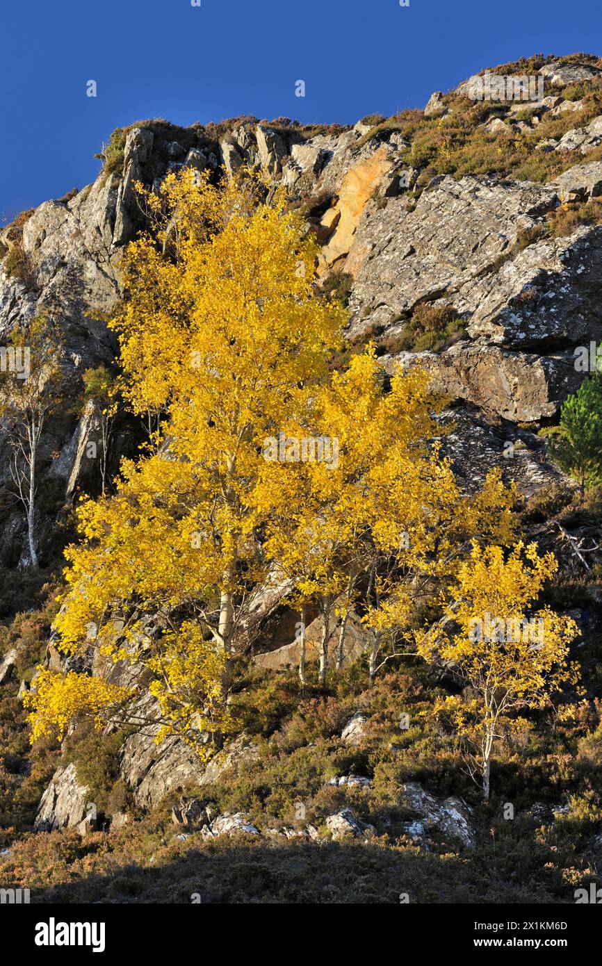 Aspen (Populus tremula) stand of trees in autumn colours growing beside ...