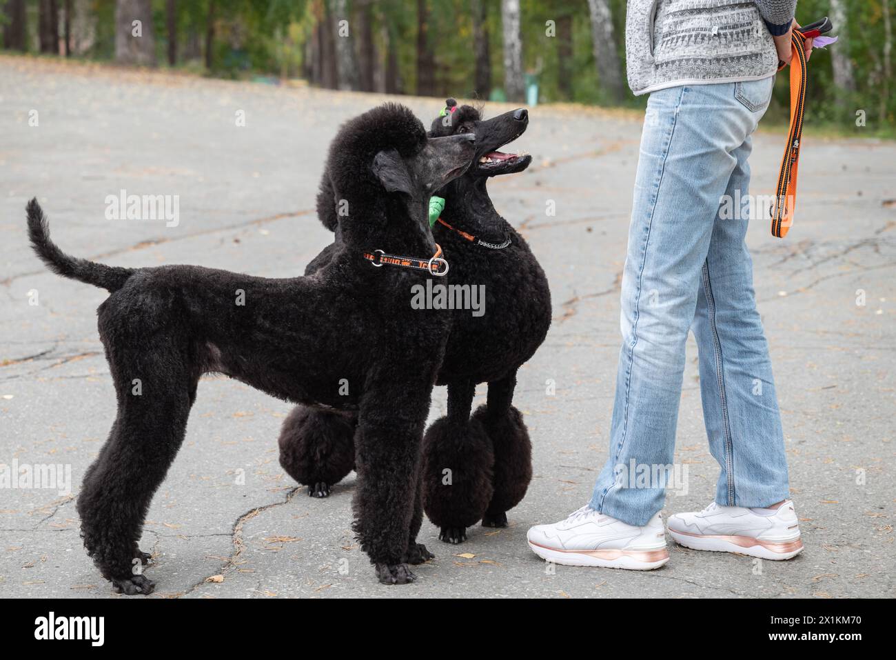 Two elegant black poodles walking with owner in park. Dogs in collars ...