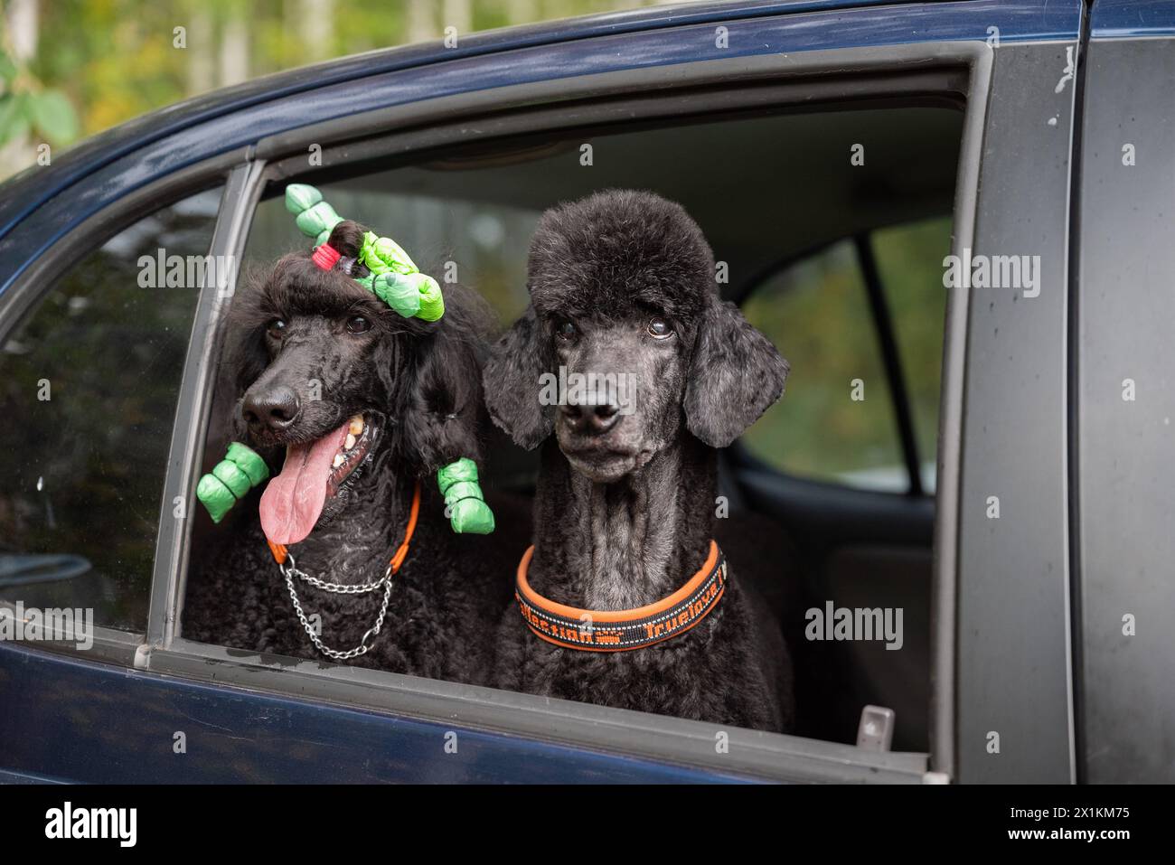Two black poodles with green hair accessories are sitting in the back ...