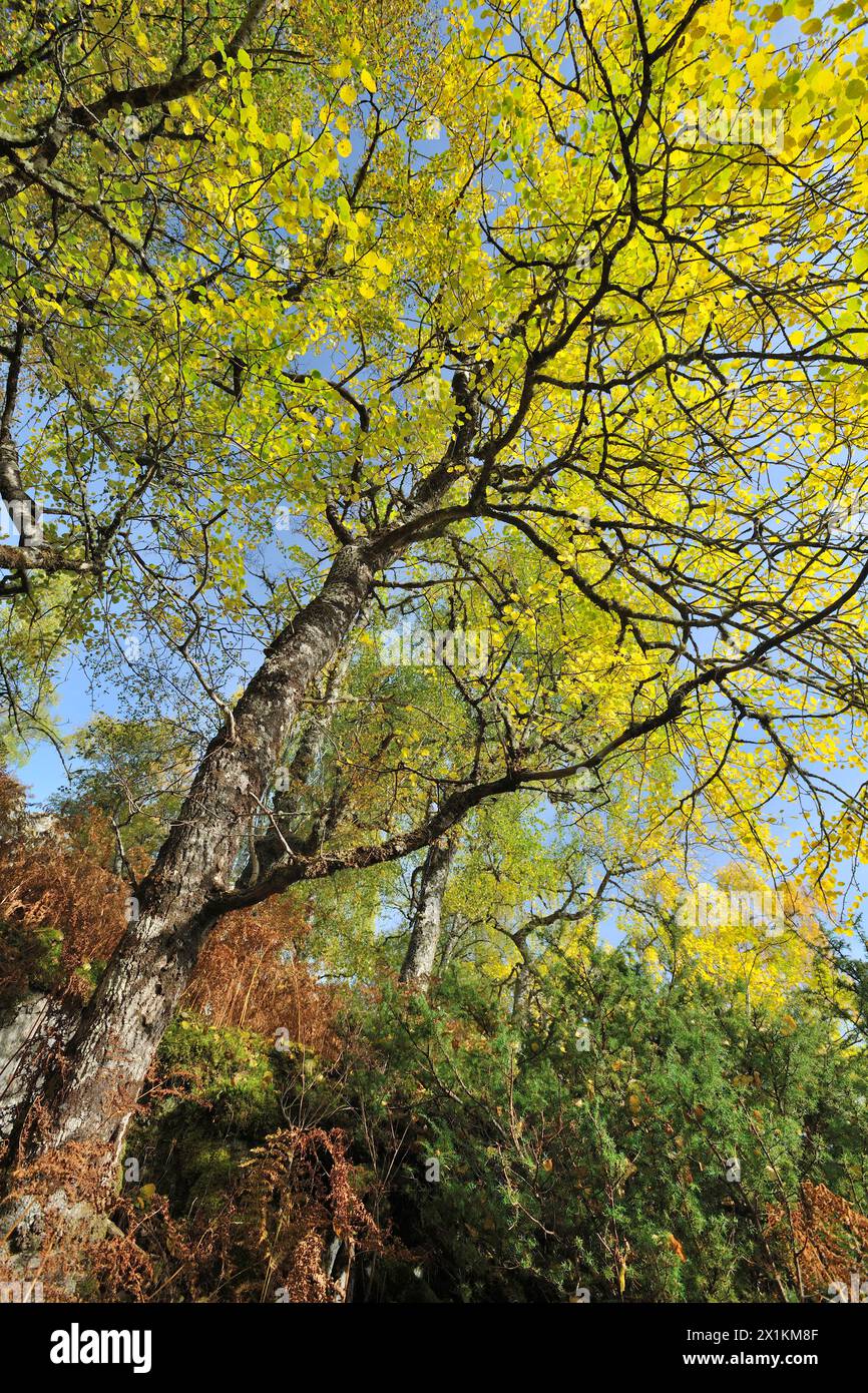 Aspen (Populus tremula) stand of trees with leaves changing into ...