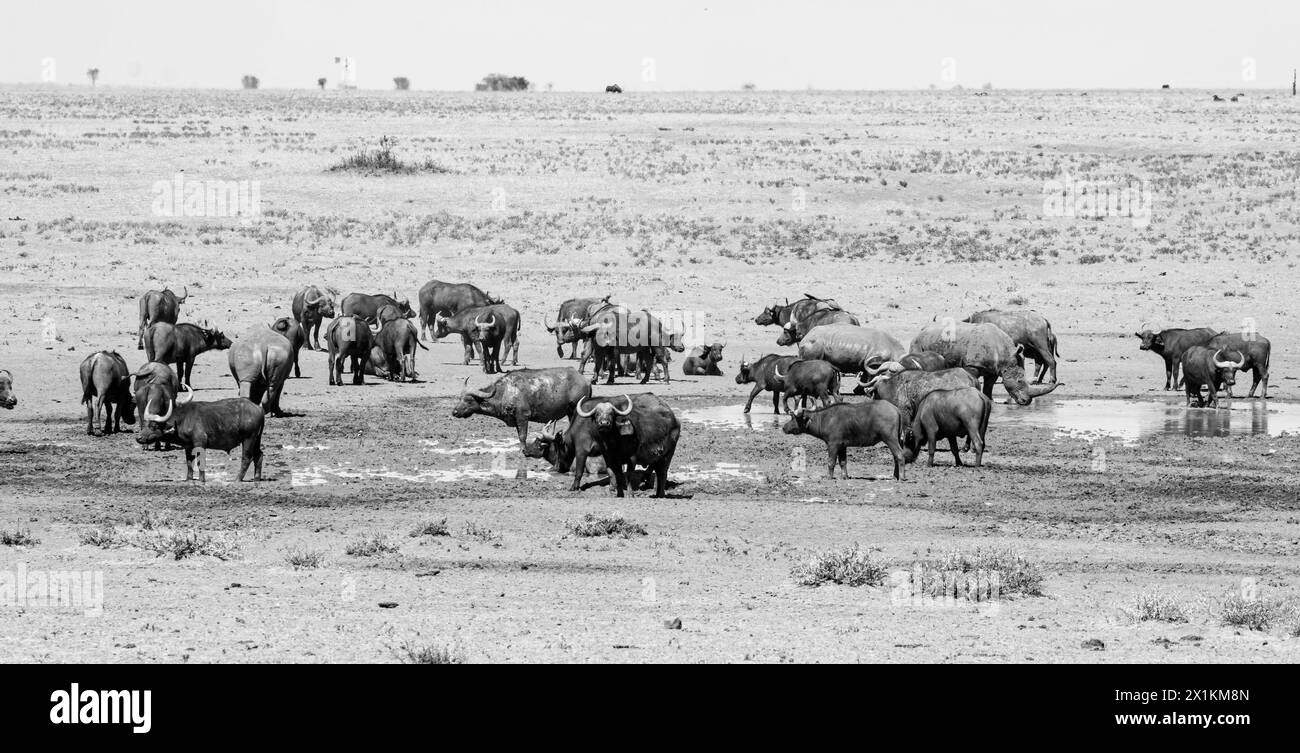 Cape Buffalo in Southern African savannah Stock Photo - Alamy