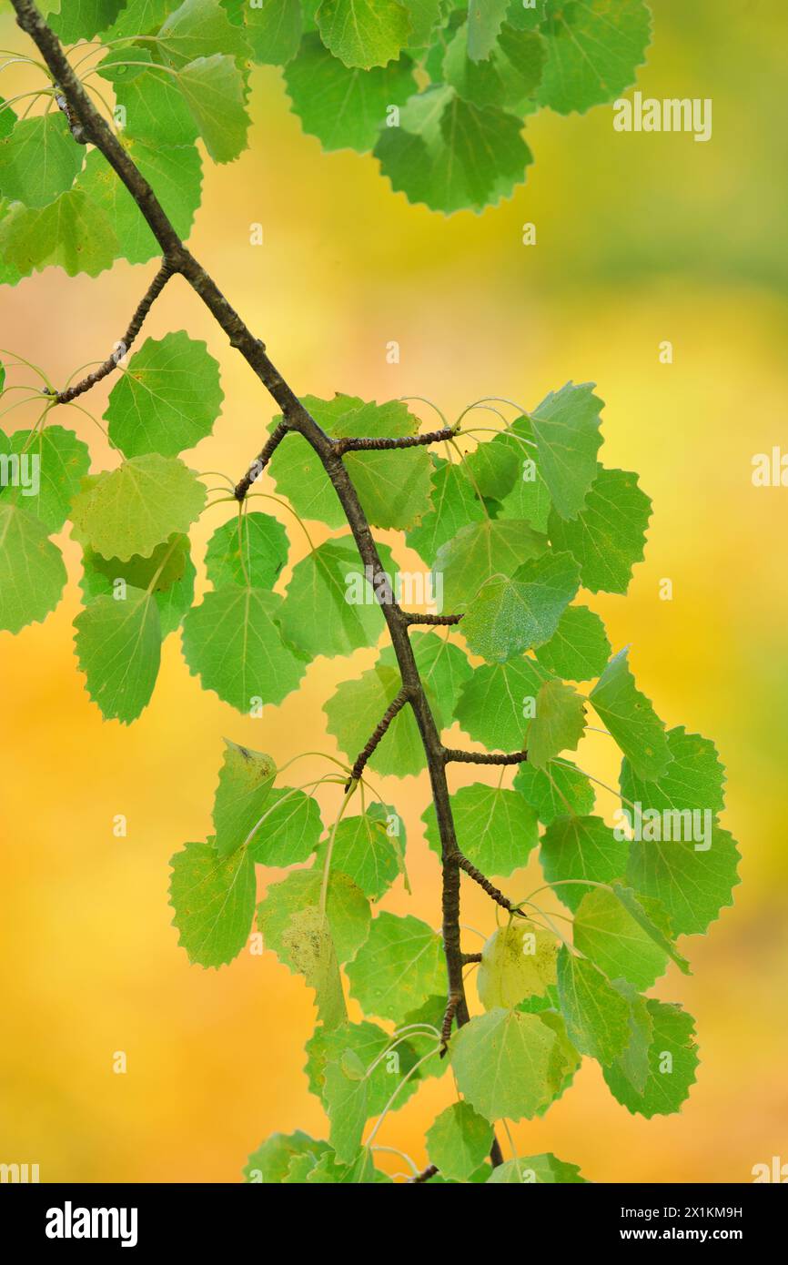 Aspen (Populus tremula) close-up of sprig of leaves high in mature tree ...