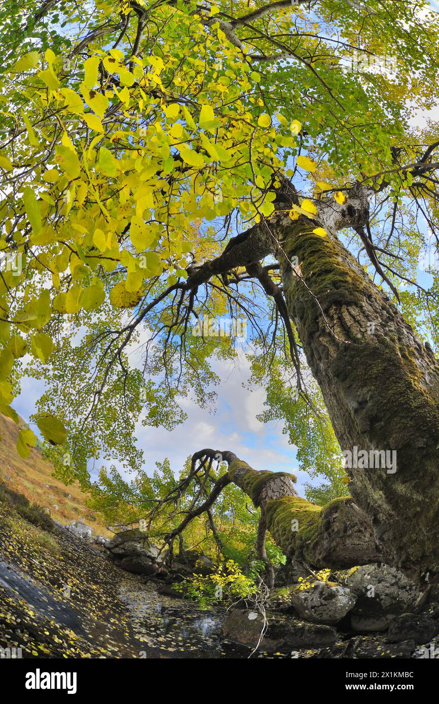 Aspen (Populus tremula) tree growing beside stream with leaves changing ...