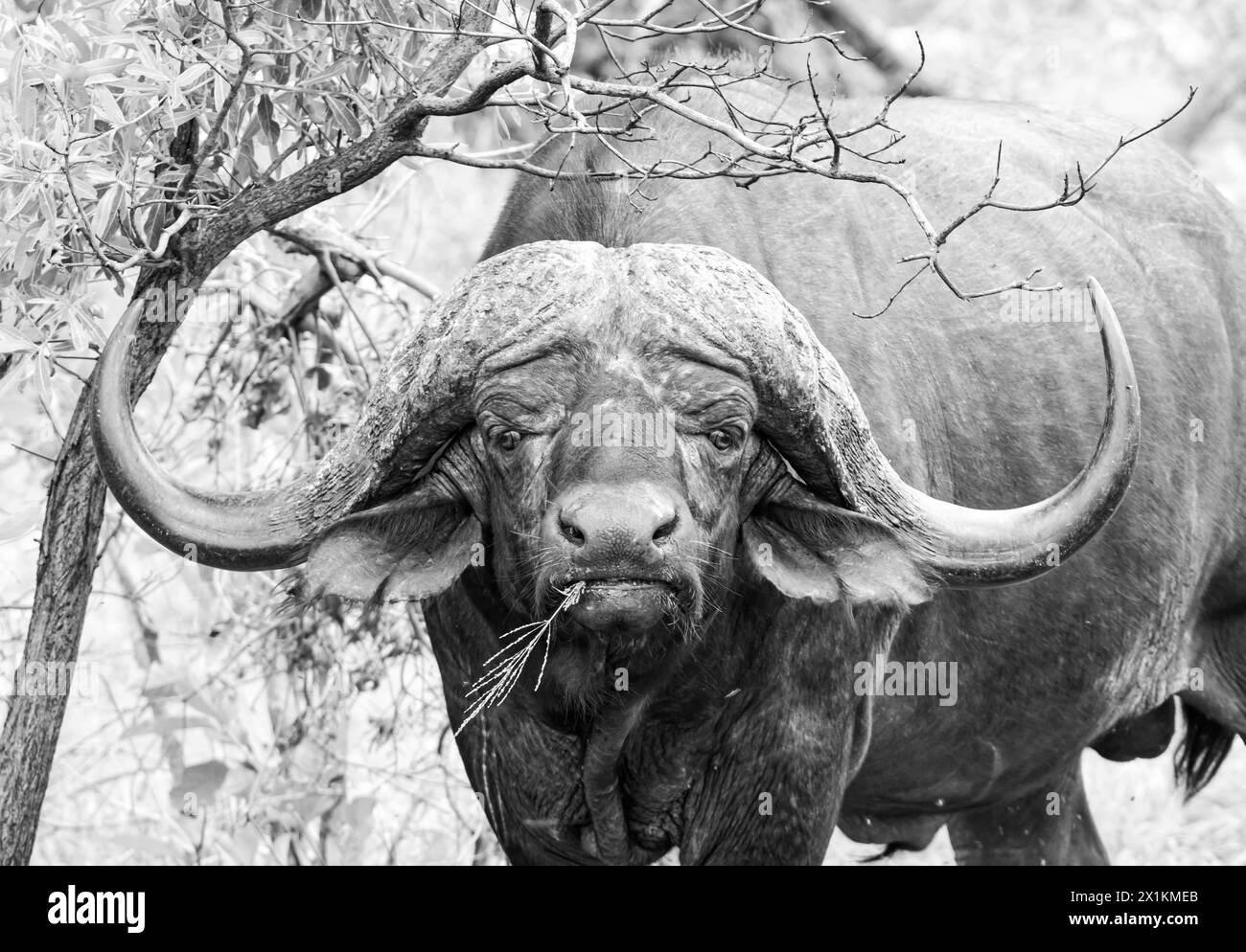 African buffalo conservation Black and White Stock Photos & Images - Alamy