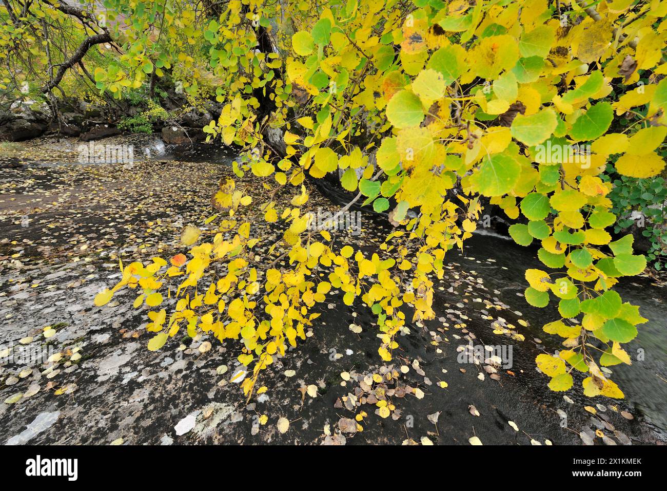 Aspen (Populus tremula) tree growing beside stream with leaves changing ...