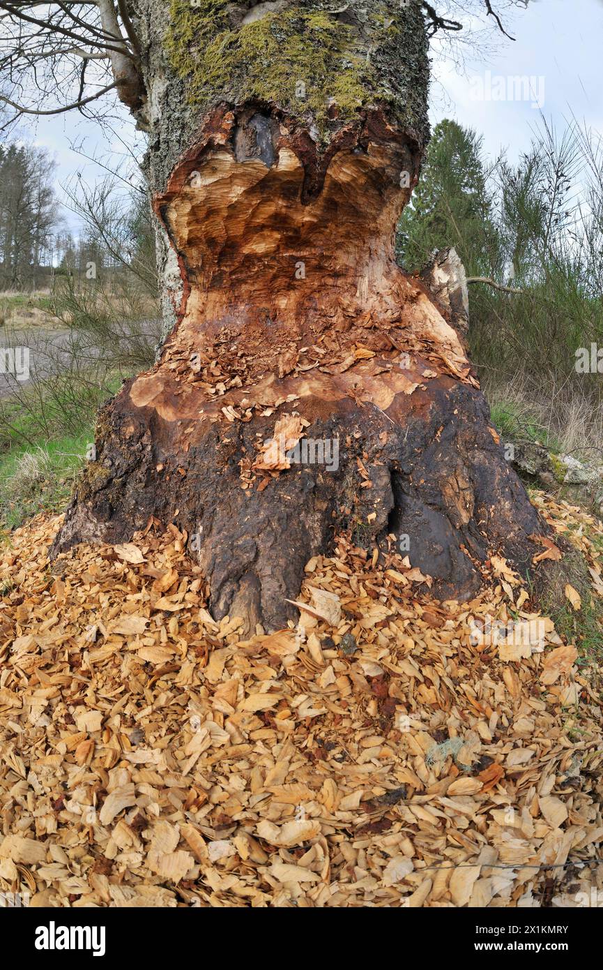 European Beaver (Castor fiber) base of mature alder tree (Alnus ...