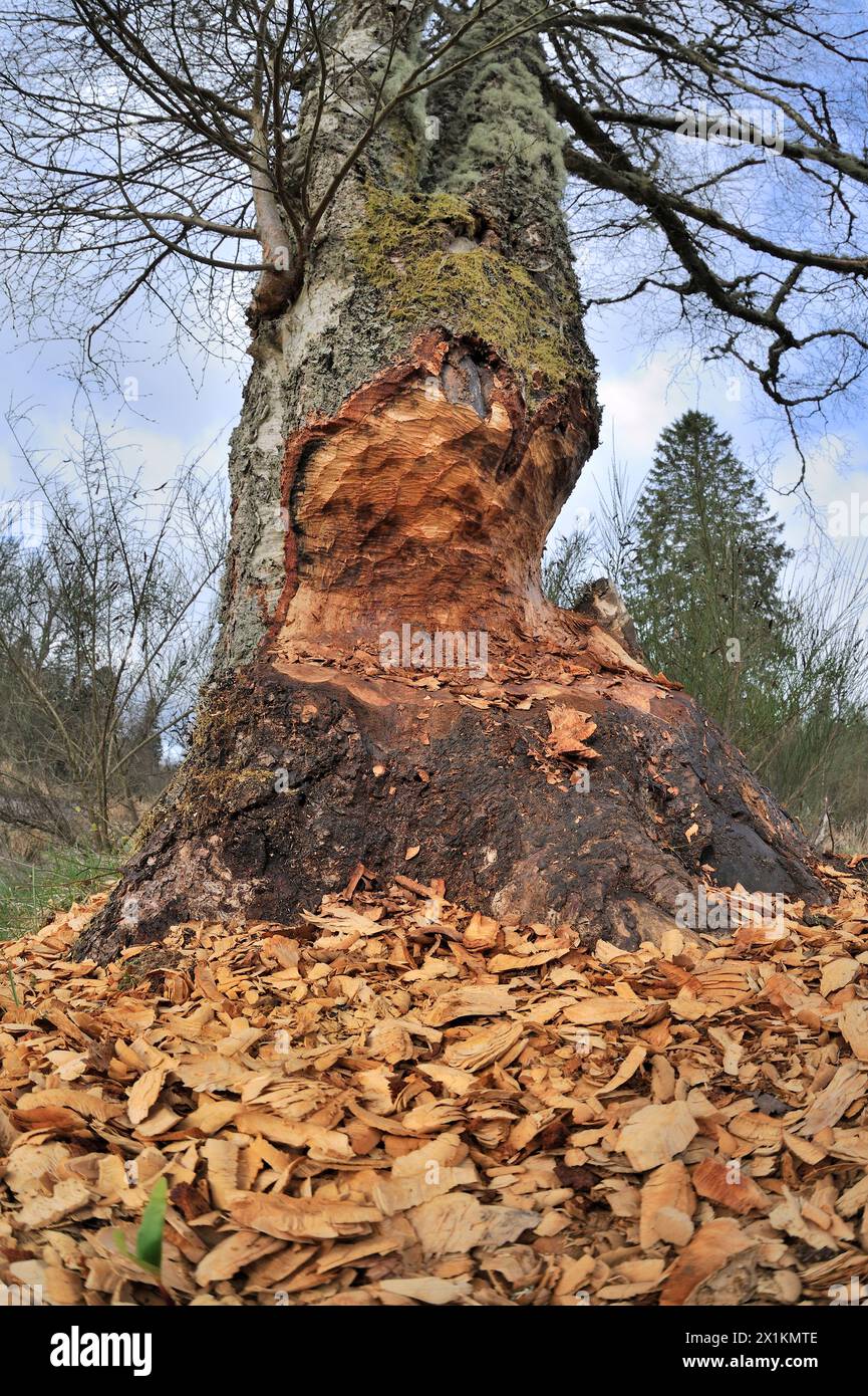 European Beaver (Castor fiber) base of mature alder tree (Alnus ...