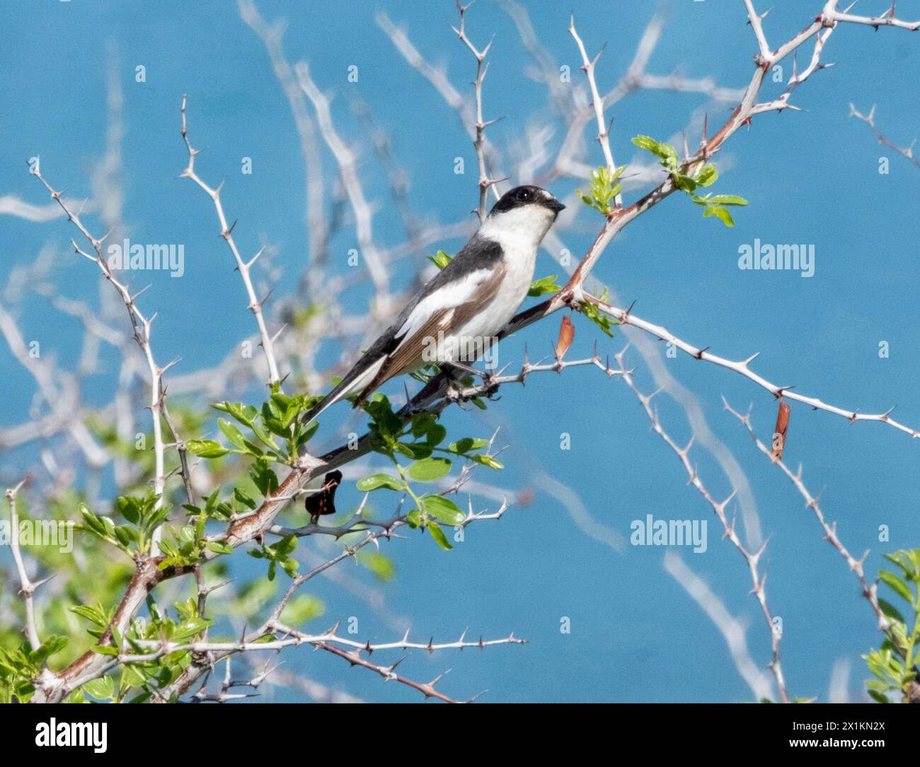 Semi-Collared Flycatcher (Ficedula semitorquata) Paphos, Cyprus Stock ...