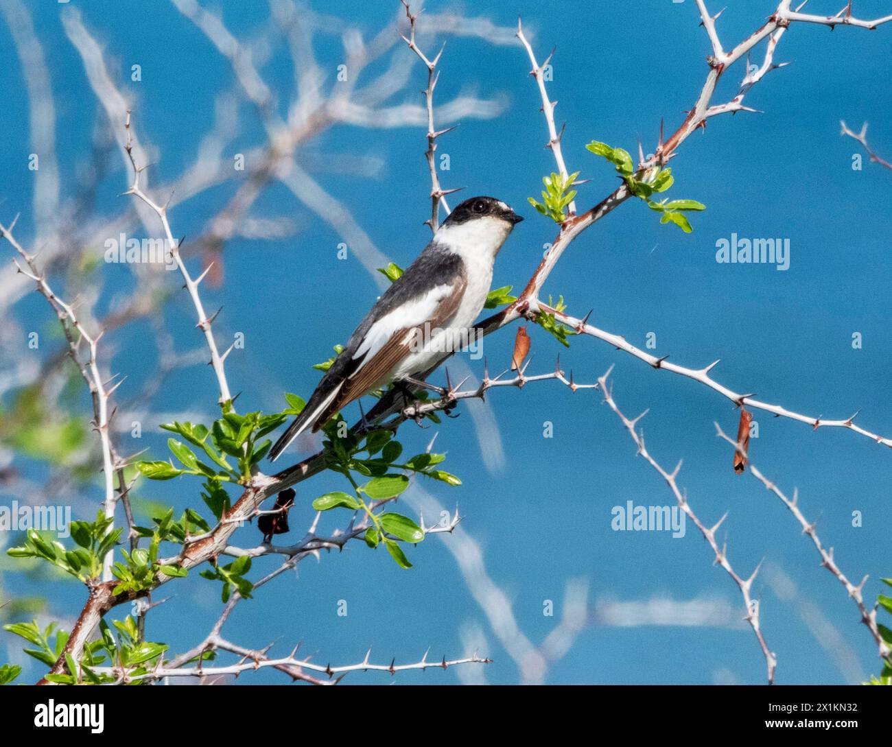 Semi-Collared Flycatcher (Ficedula semitorquata) Paphos, Cyprus Stock ...