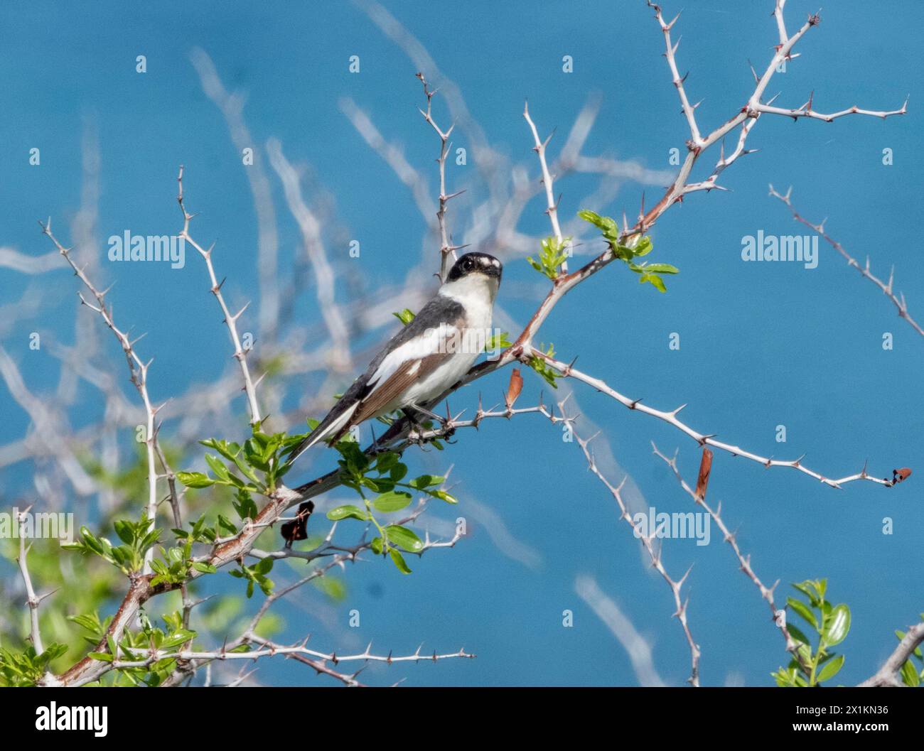Semi-Collared Flycatcher (Ficedula semitorquata) Paphos, Cyprus Stock ...
