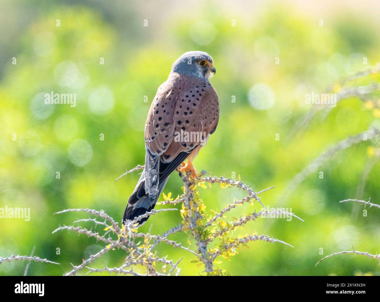 Male Kestrel (falco tinnunculus) perched on a small branch, Paphos ...