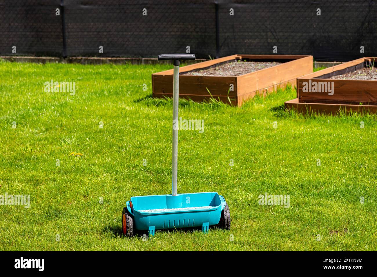 Fertilizing a young lawn with grass fertilizer in granules using a ...