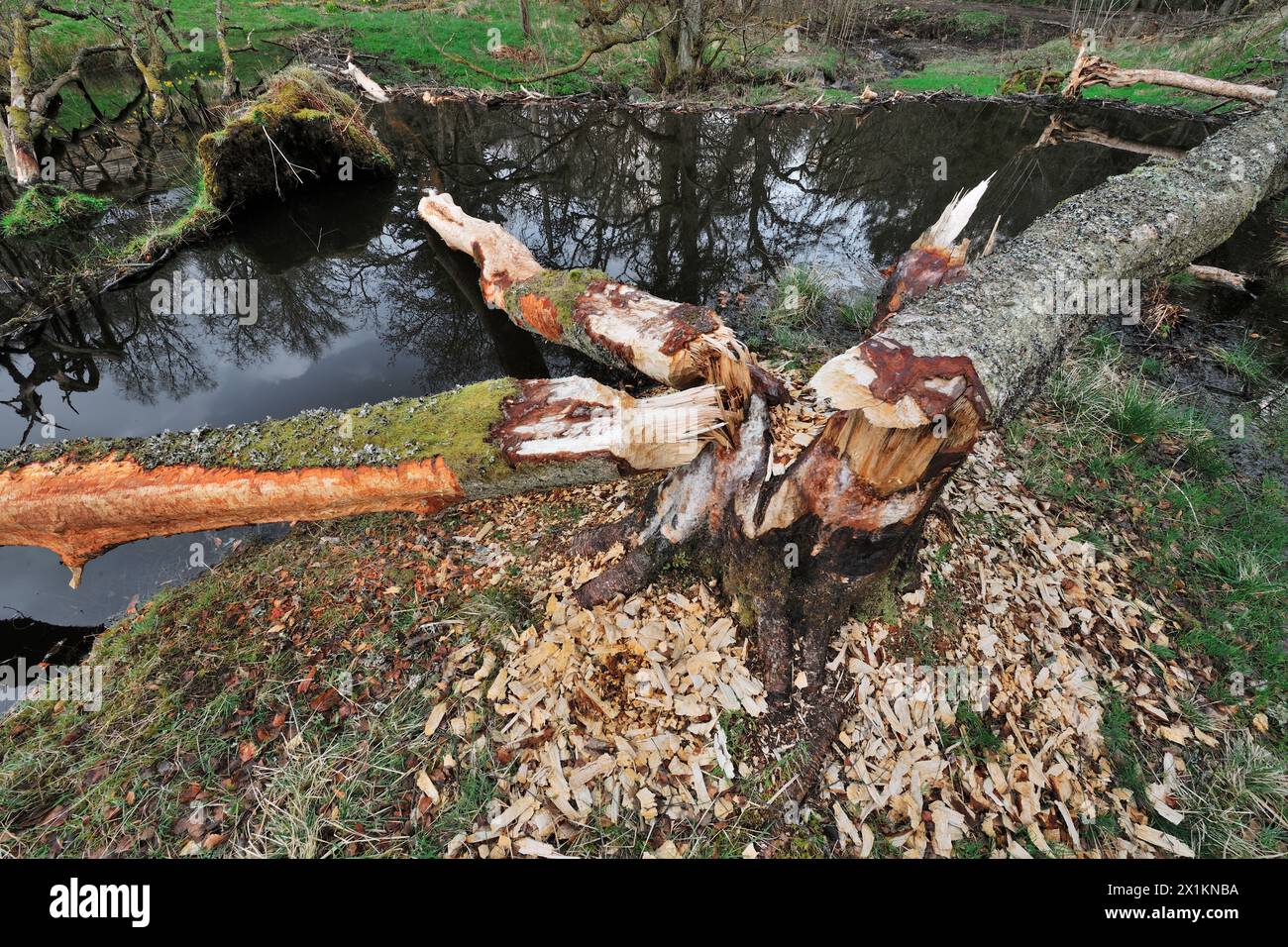 European Beaver (Castor fiber) felled silver birch tree (Betula pendula ...