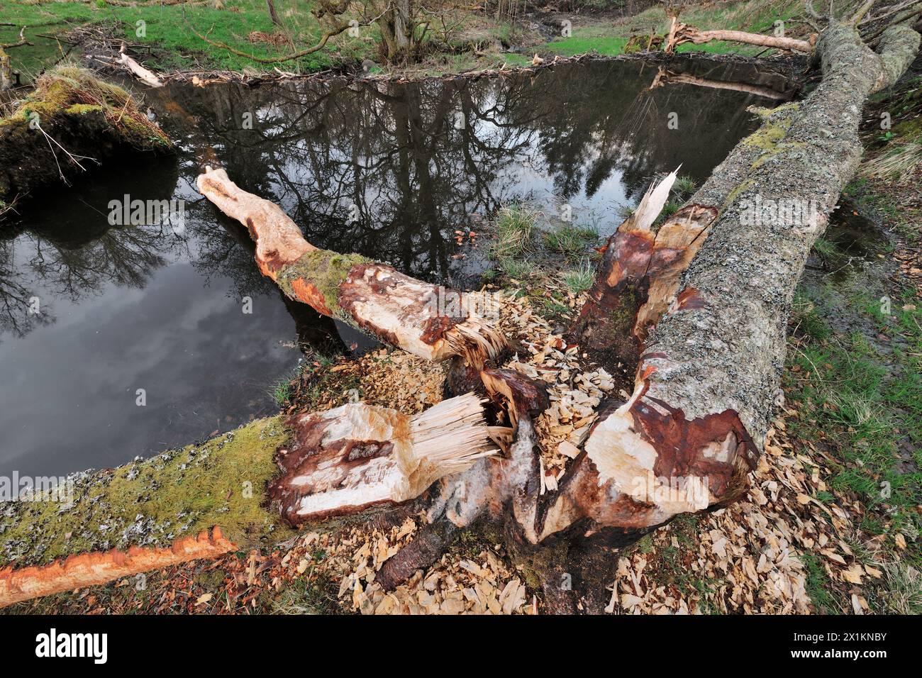 European Beaver (Castor fiber) felled silver birch tree (Betula pendula ...