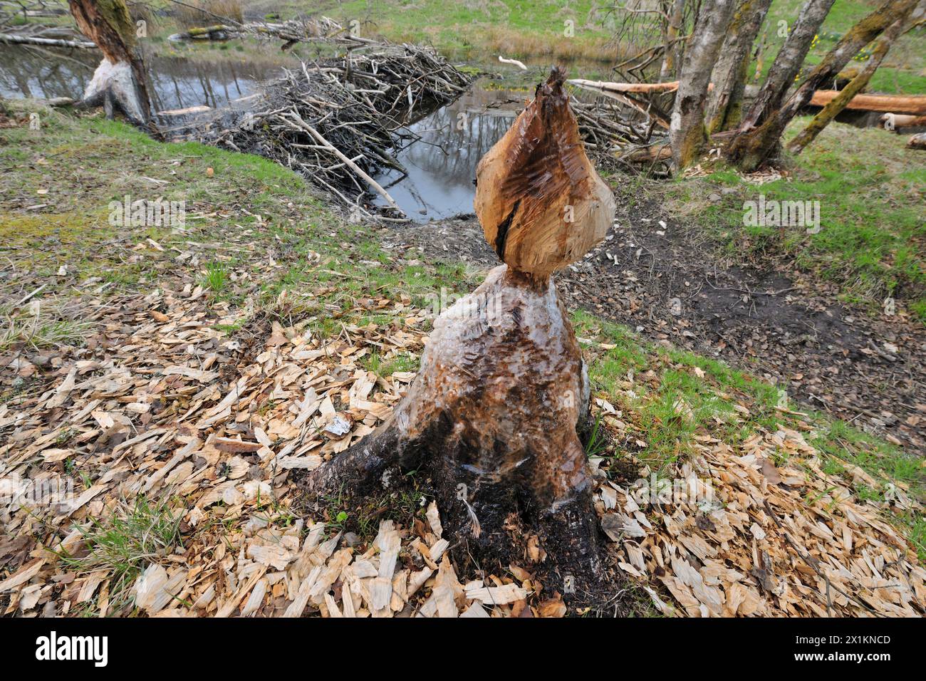European Beaver (Castor fiber) stump of felled silver birch tree ...