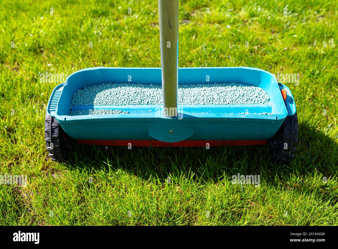 Fertilizing a young lawn with grass fertilizer in granules using a ...