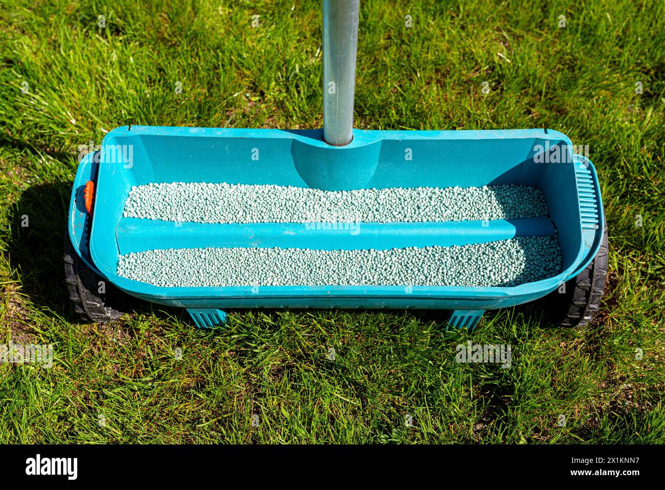 Fertilizing a young lawn with grass fertilizer in granules using a ...