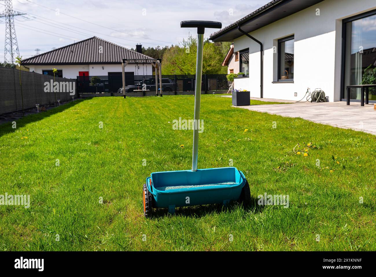 Fertilizing a young lawn with grass fertilizer in granules using a ...