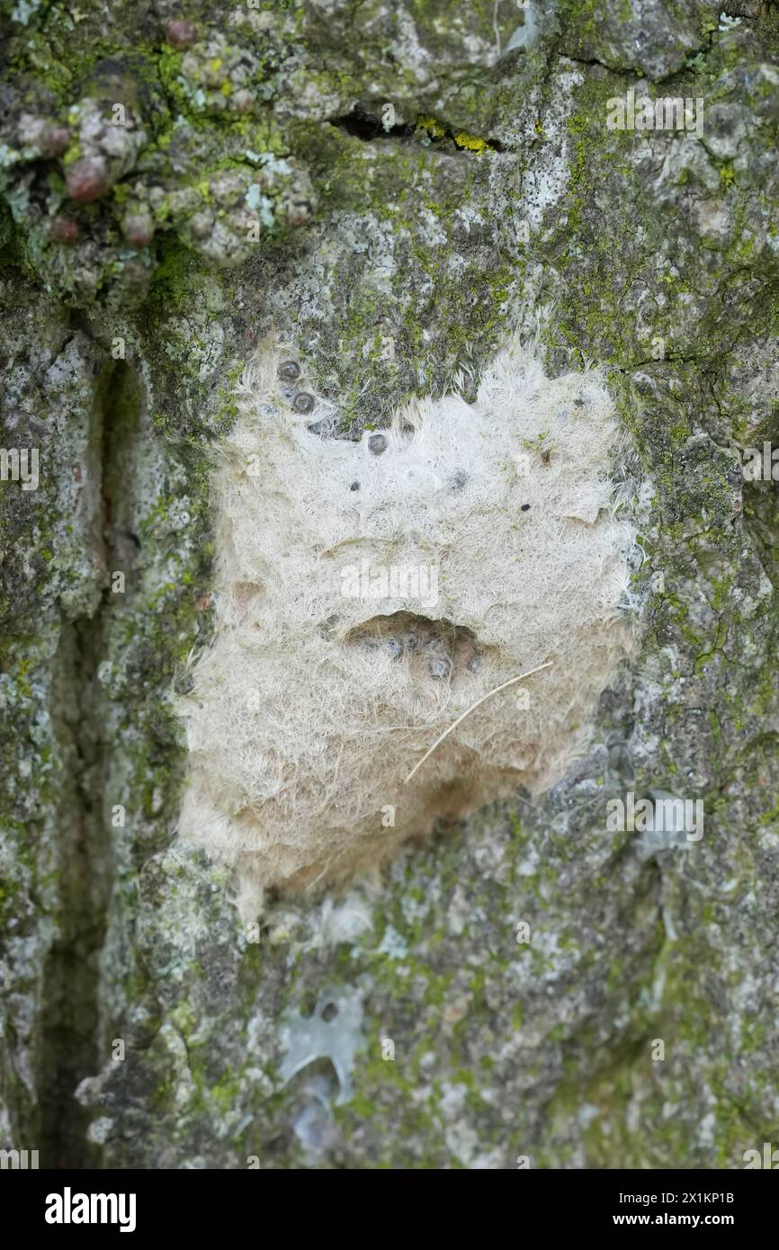 Natural closeup on a hairy egg cocoon of the gypsy moth, Lymantria ...