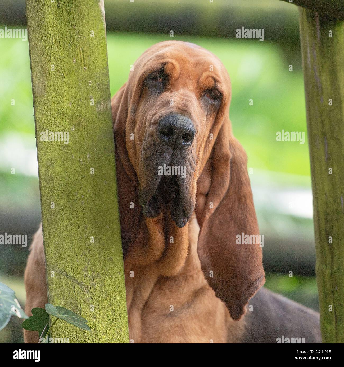 Alert cute head portrait hi-res stock photography and images - Alamy