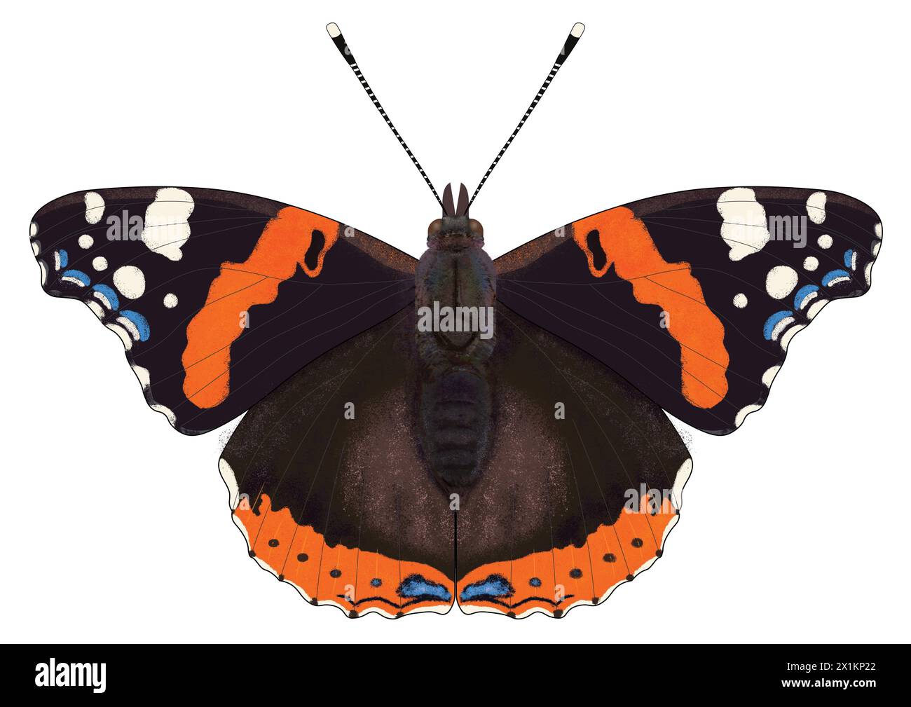 Digital illustration of the butterfly Vanessa atalanta, the red admiral ...