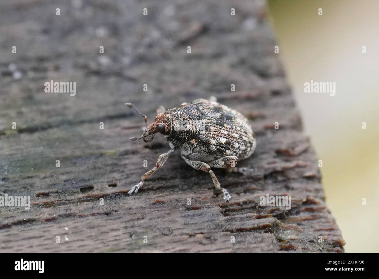 Rhinoncus bruchoides hi-res stock photography and images - Alamy
