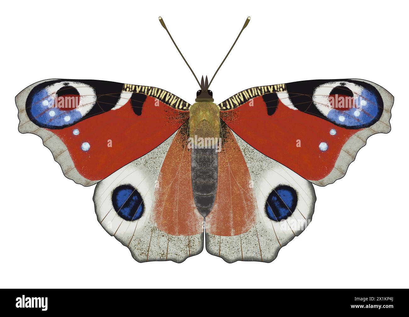 Digital illustration of Aglais io, the European peacock, or the peacock ...