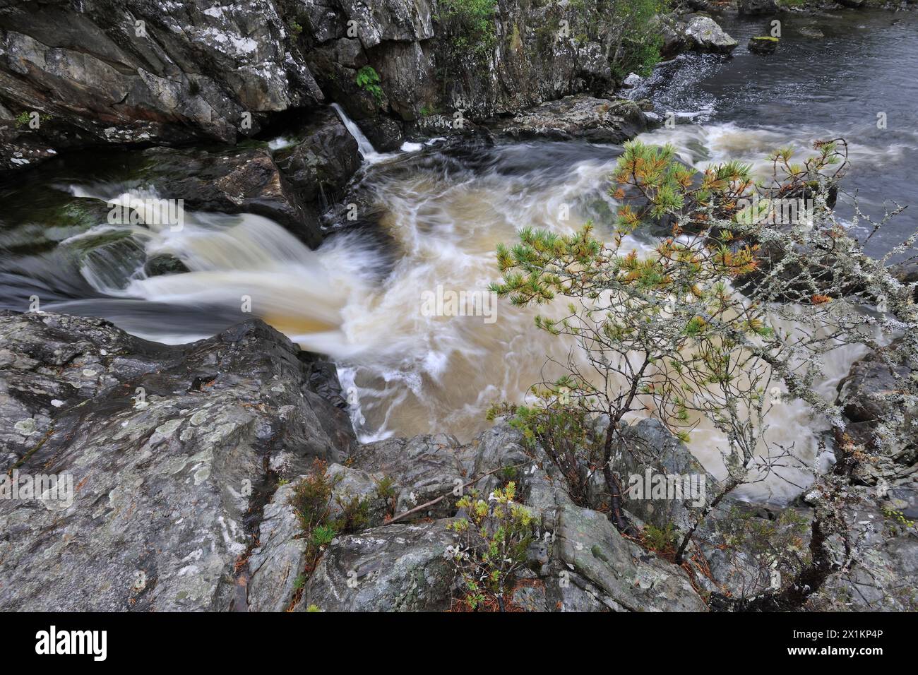 Scots pine (Pinus sylvestris) stunted tree growing on rocky ground by ...