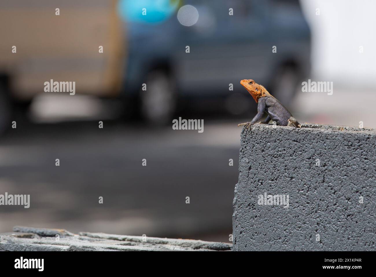 Photo of a Peter's Rock Agama lizard on a fence in South Florida Stock ...