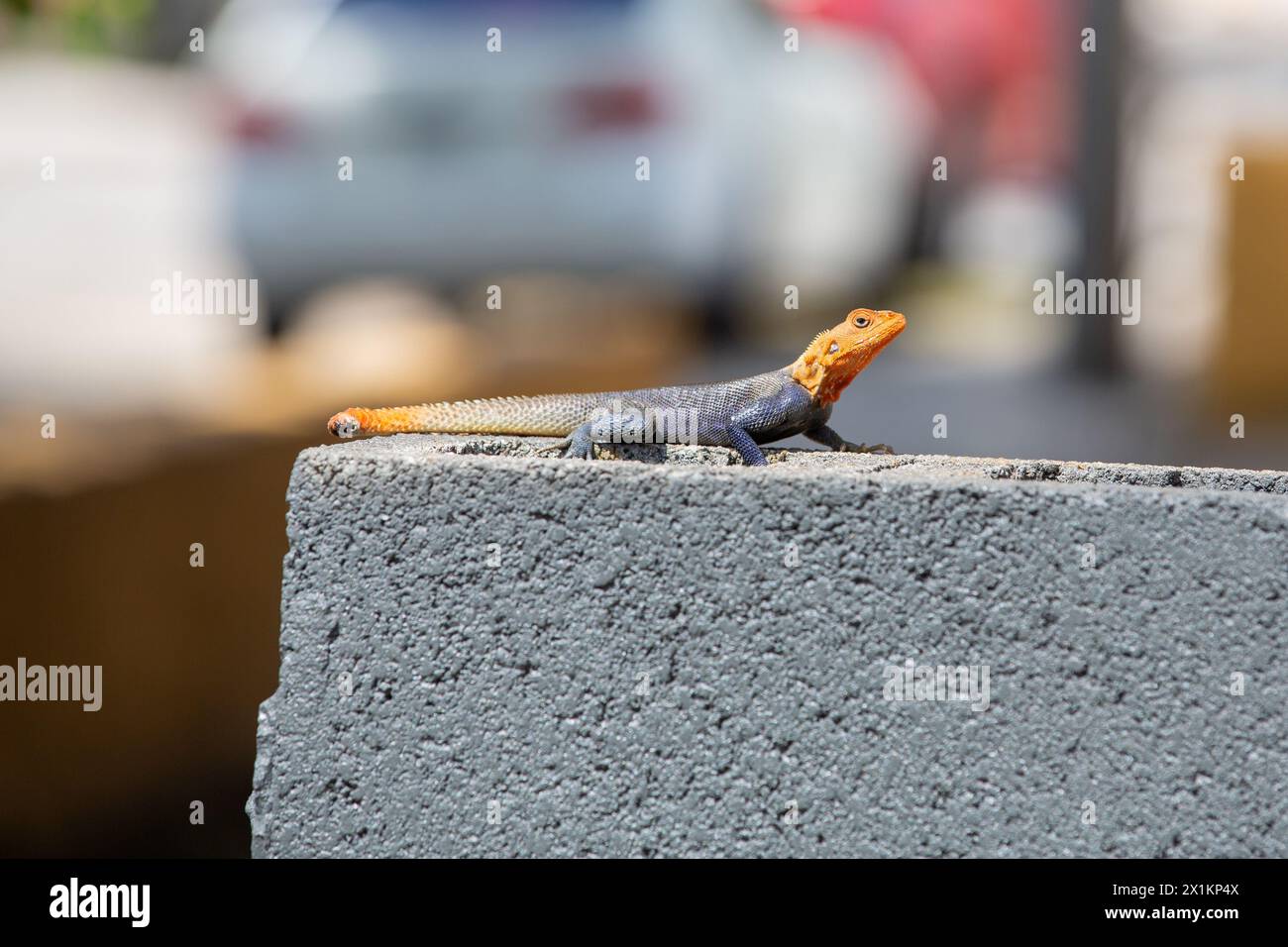 Photo of a Peter's Rock Agama lizard on a fence in South Florida Stock ...