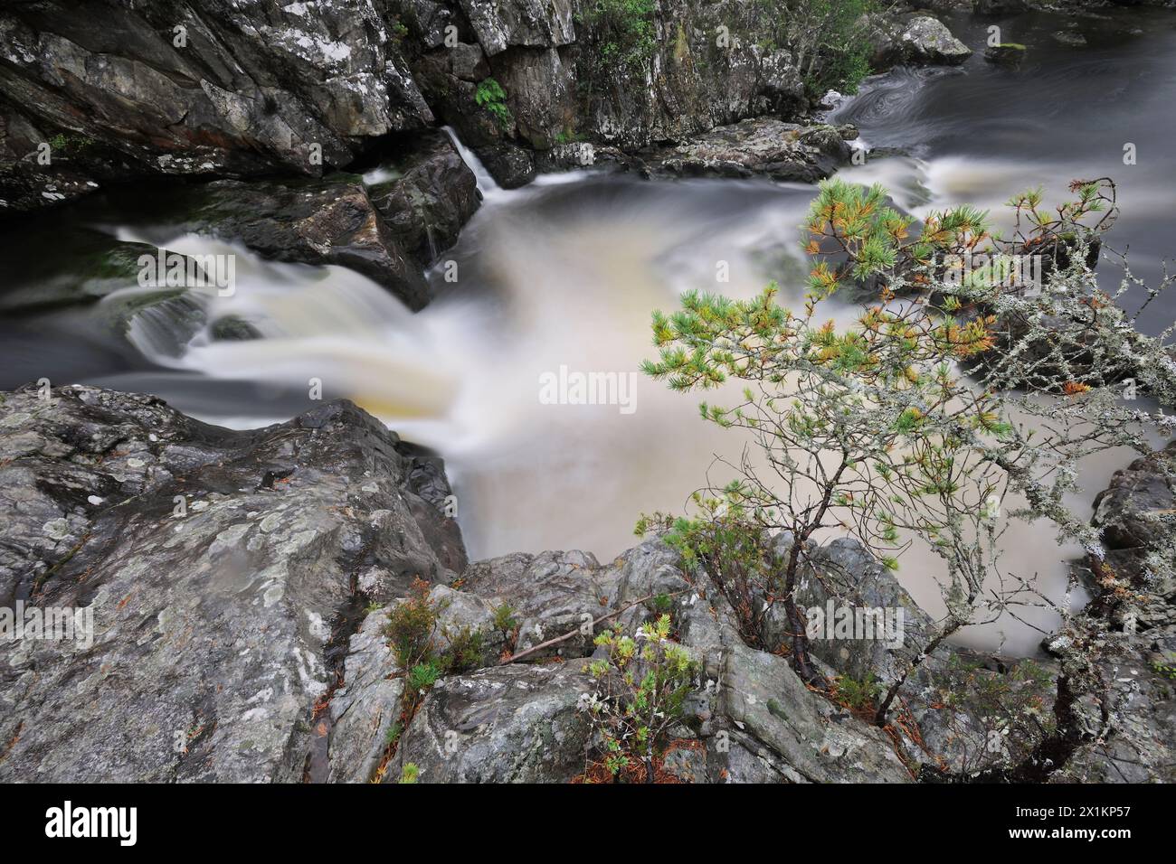 Scots pine (Pinus sylvestris) stunted tree growing on rocky ground by ...