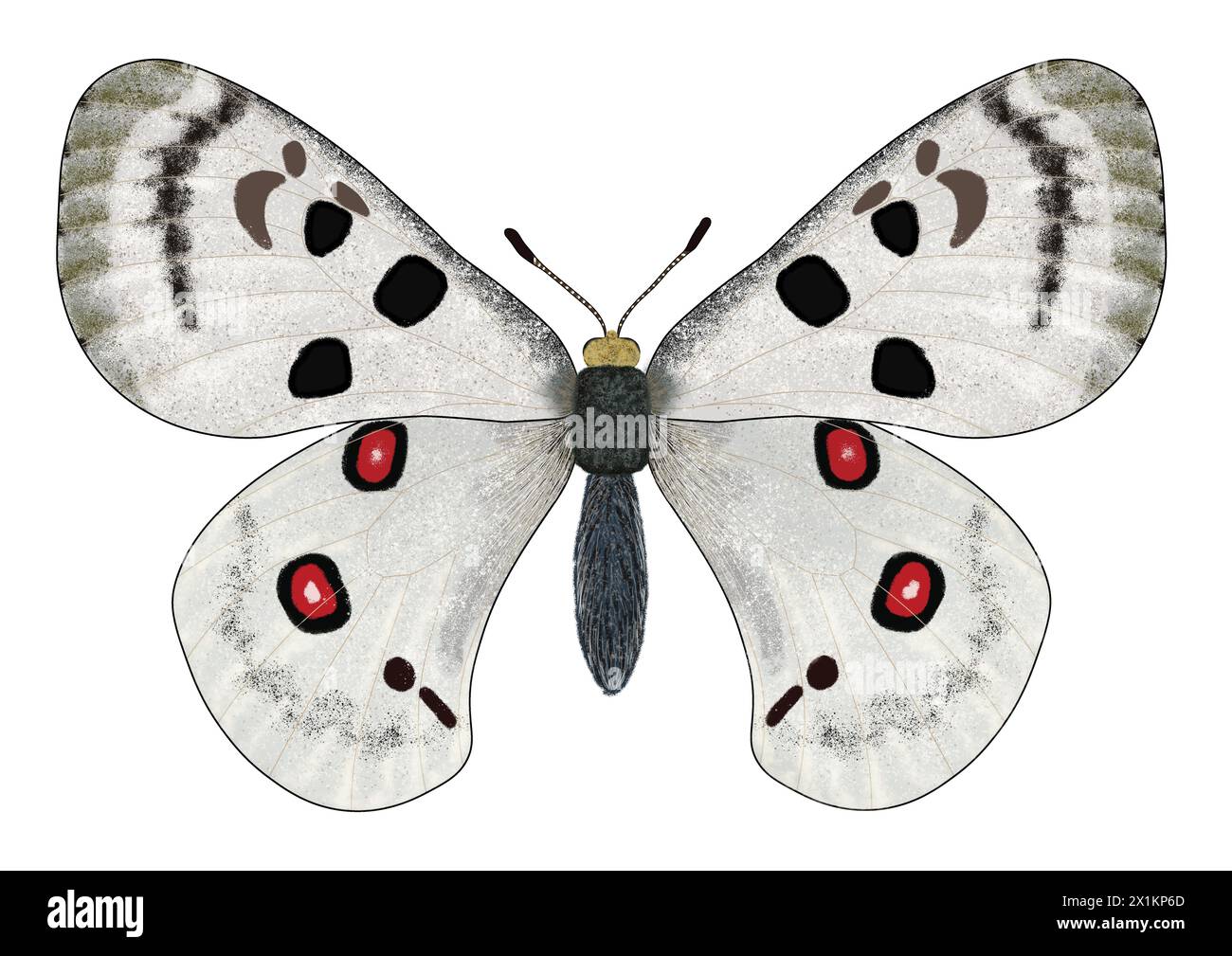 Digital illustration of the Apollo or mountain Apollo (Parnassius ...