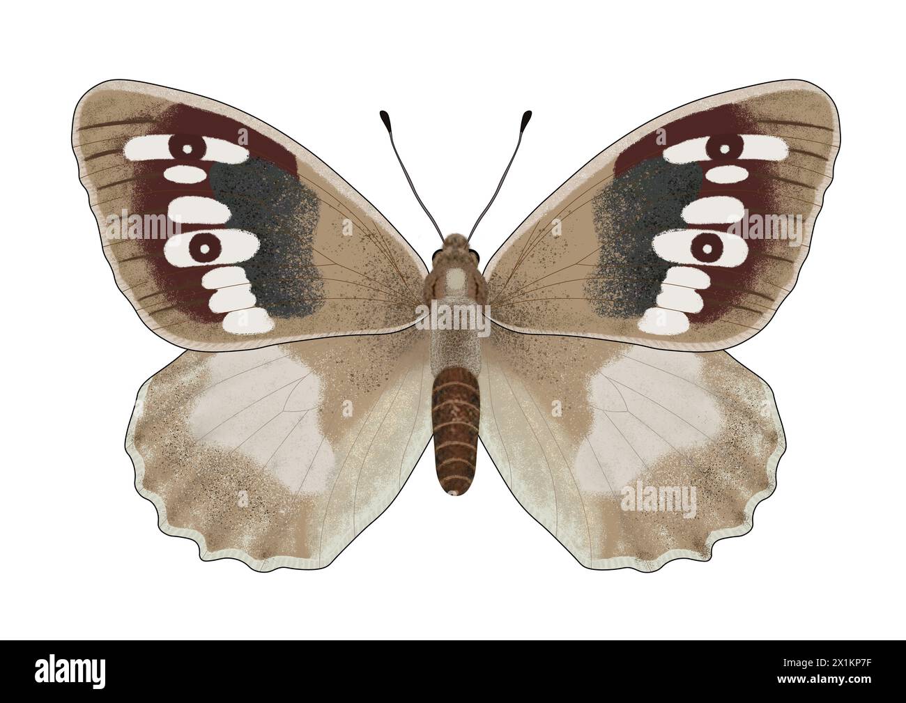 Digital illustration of the butterfly Chazara briseis or the hermiton ...